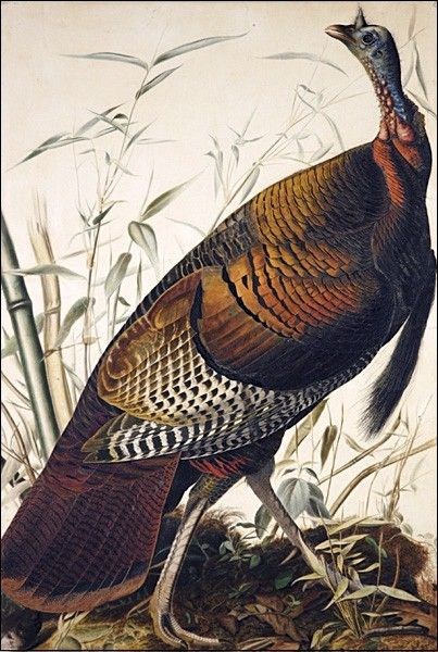 John James Audubon Wild Turkey Painting | Best Paintings For Sale